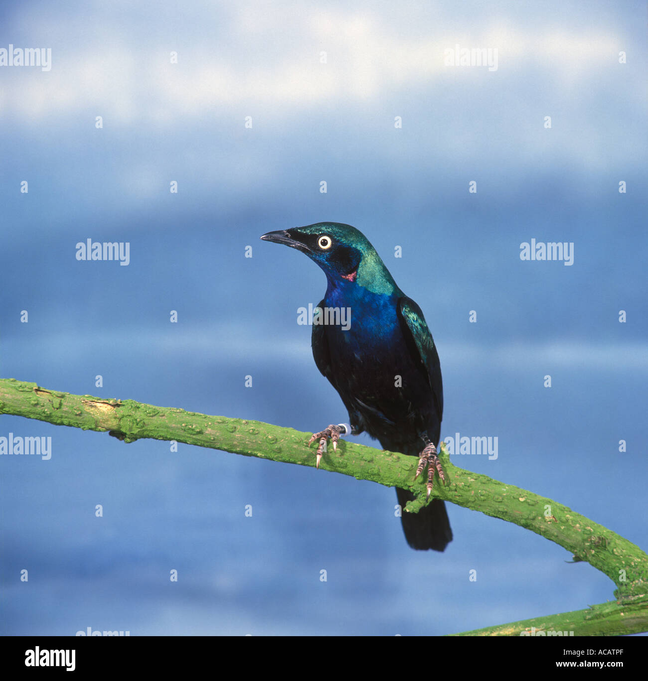 Splendid glossy starling hi-res stock photography and images - Alamy