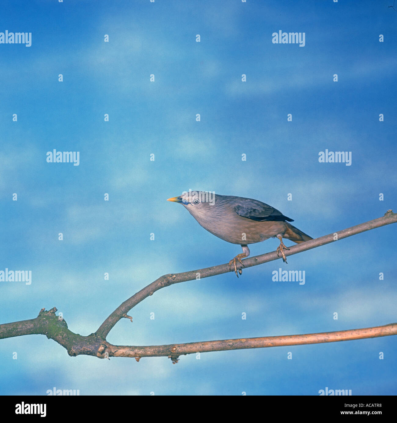 Chestnut tailed starling sturnus malabaricus hi-res stock photography ...