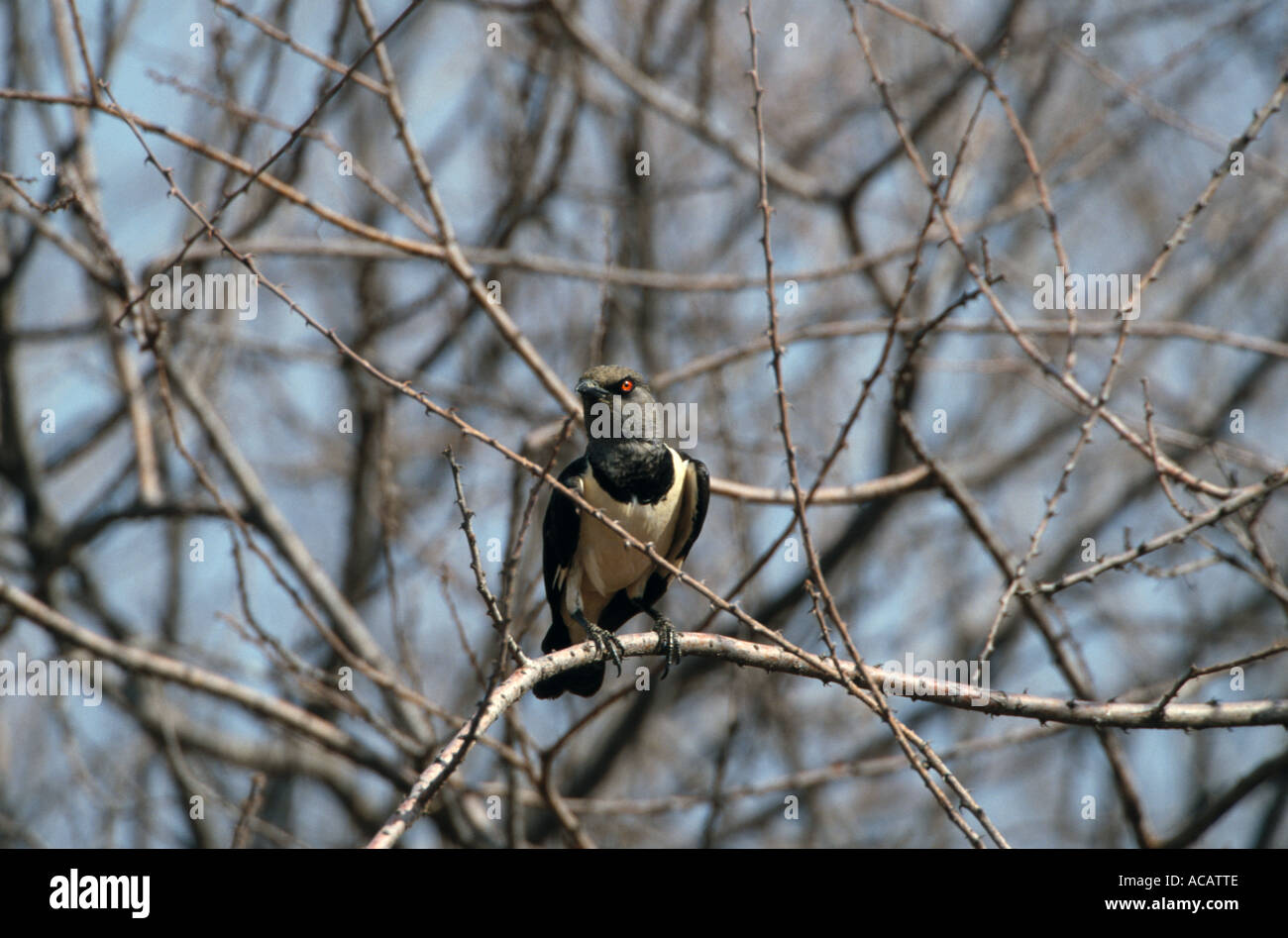 Magpie Starling Speculipastor bicolour Samburu Kenya Stock Photo - Alamy