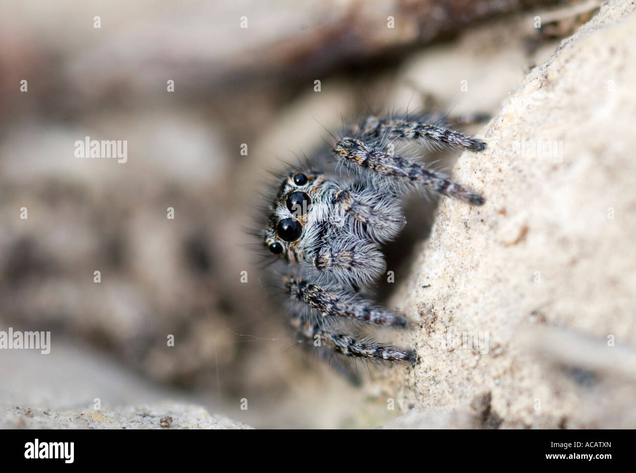 Springspinne hi-res stock photography and images - Alamy