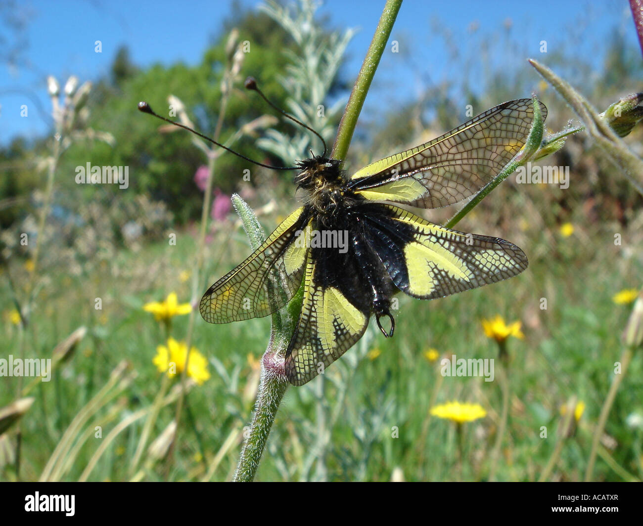 Endangered spec hi-res stock photography and images - Alamy