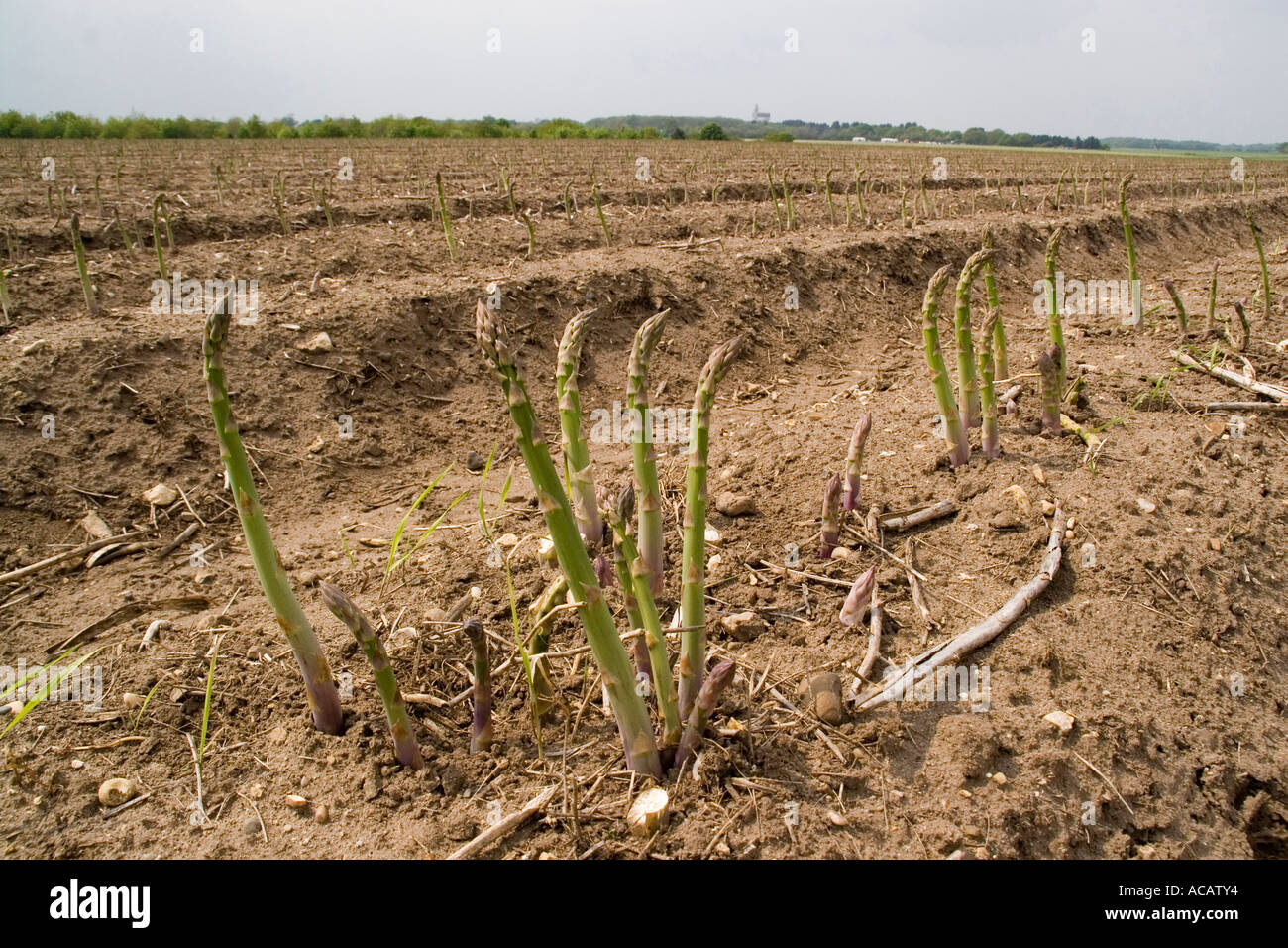 Asparagus field suffolk hi-res stock photography and images - Alamy