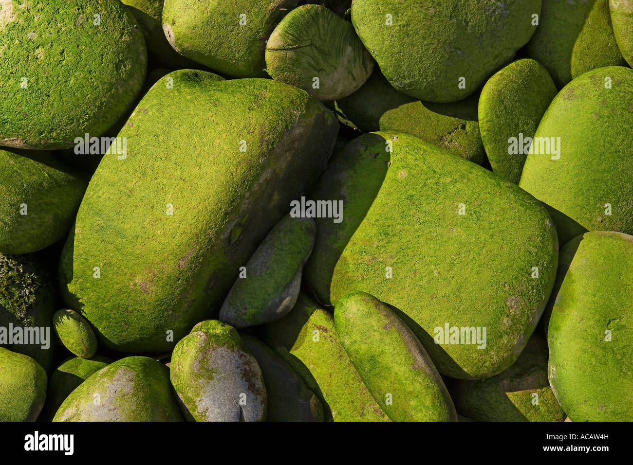 Pebbles covered with green algae Stock Photo - Alamy