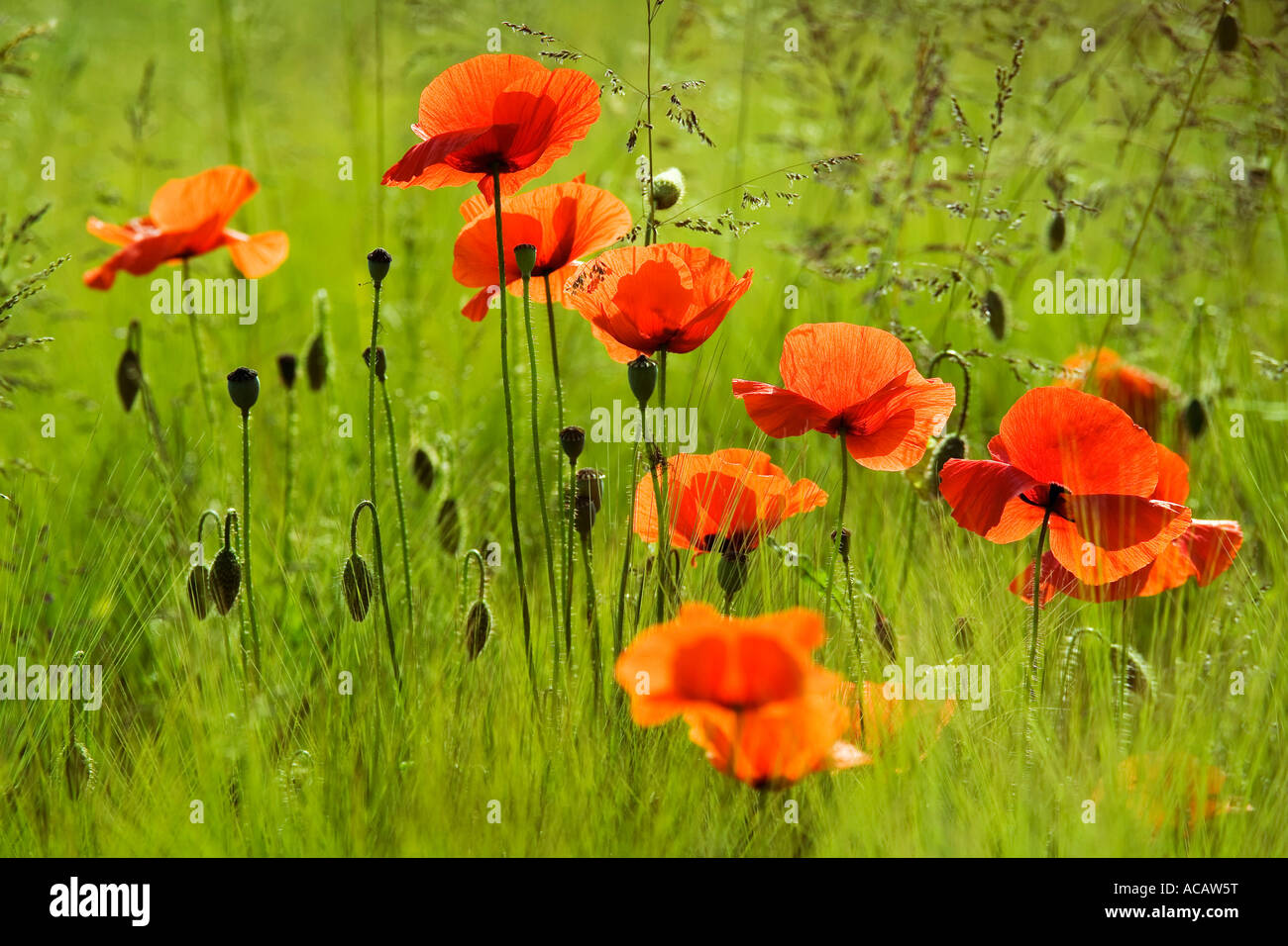Corn poppy, Papaver rhoeas Stock Photo - Alamy