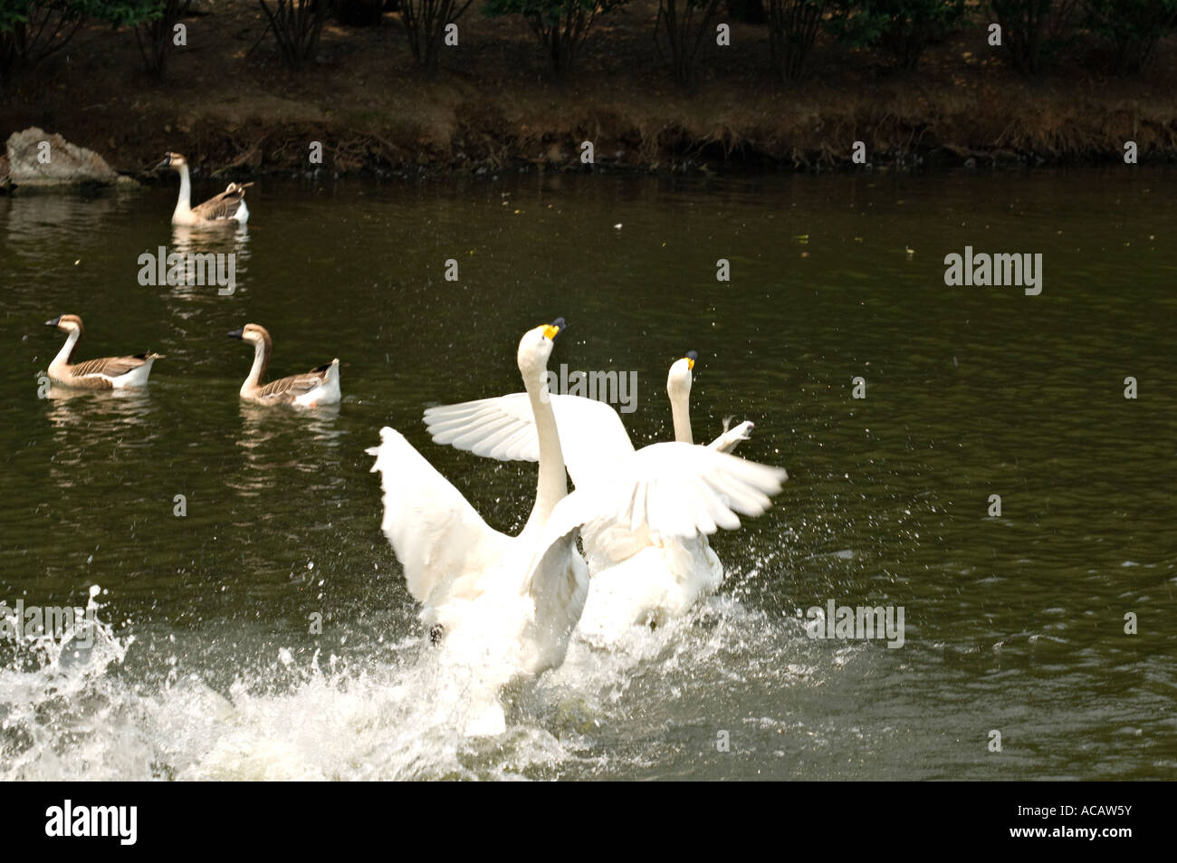 Dalian zoo hi-res stock photography and images - Alamy