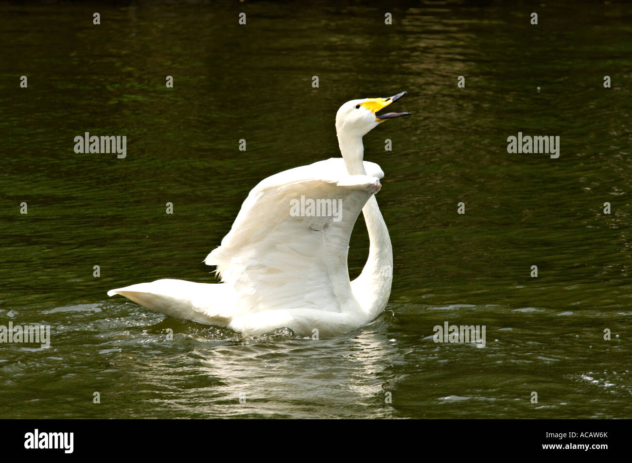 Dalian zoo hi-res stock photography and images - Alamy