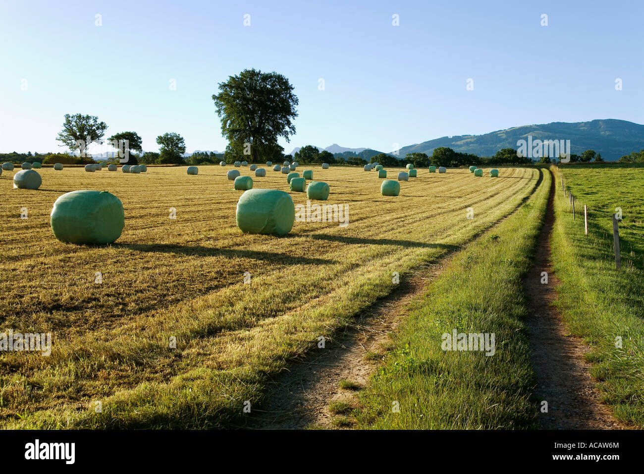 Round hay bales in plastic bags, field, English oaks, field path ...