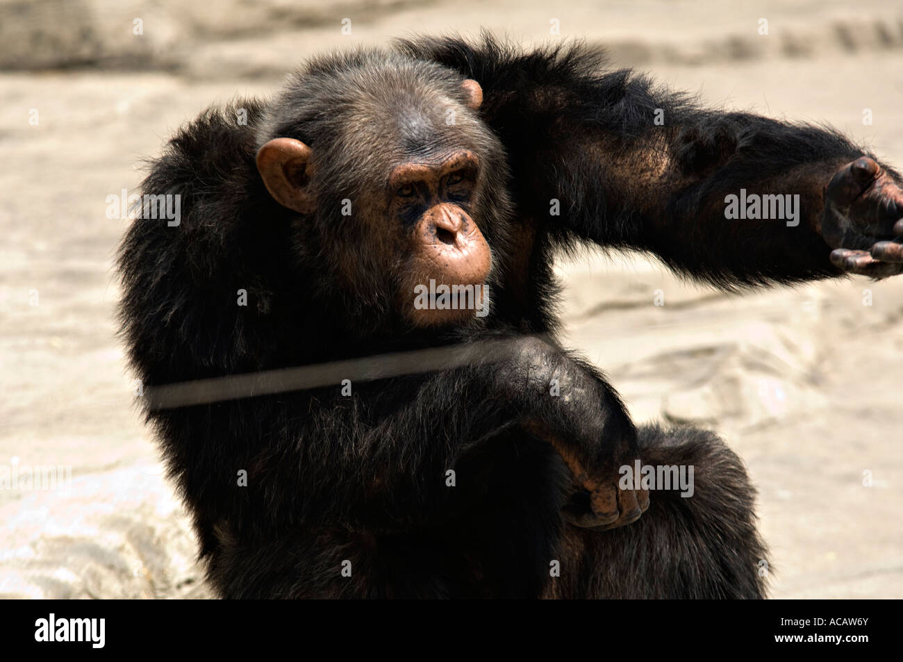 Dalian zoo hi-res stock photography and images - Alamy