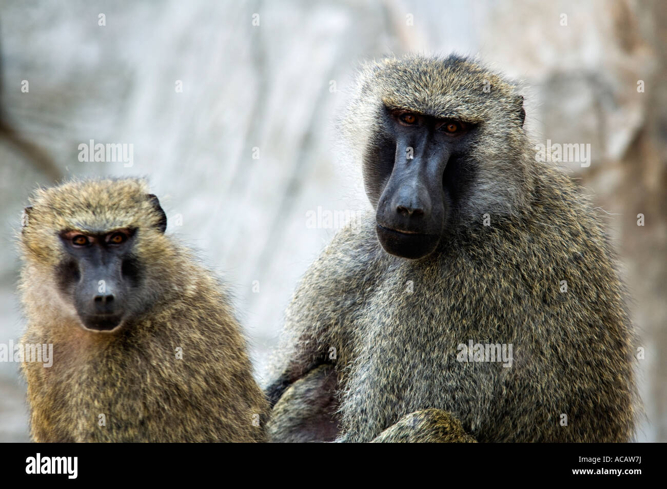 Dalian zoo hi-res stock photography and images - Alamy