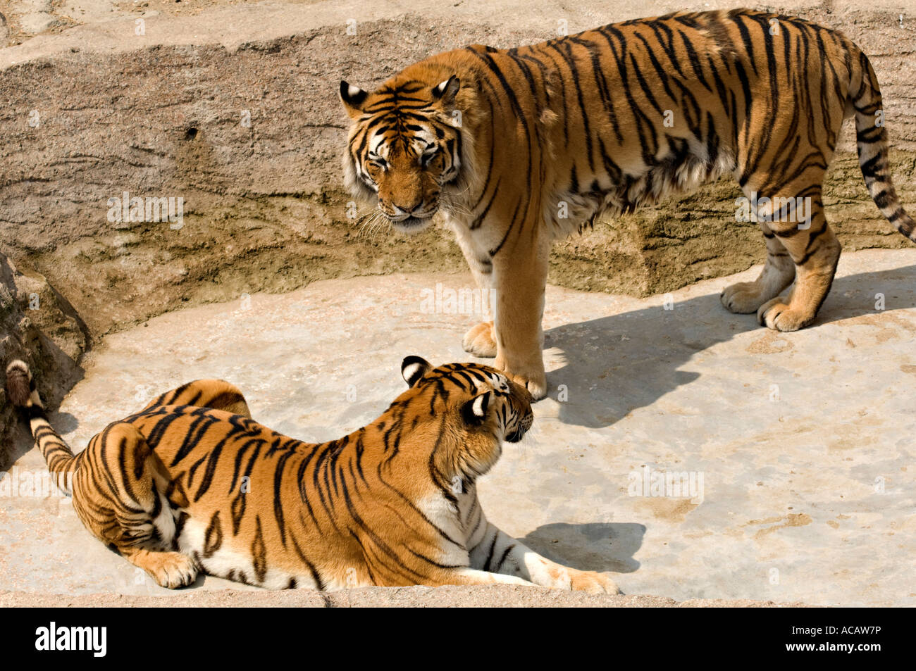 Siberean tiger Dalian Zoo Dalian China Stock Photo - Alamy