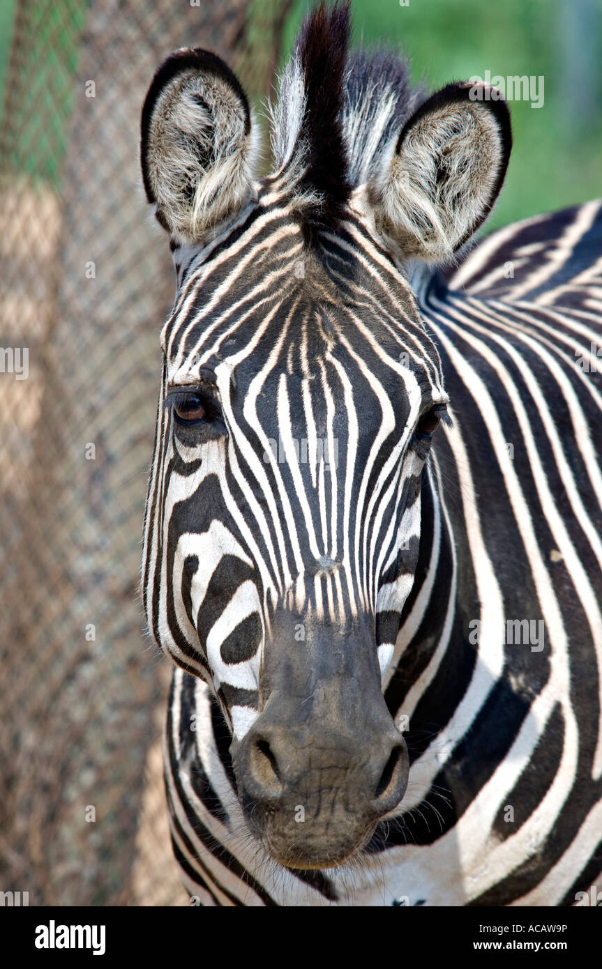 Dalian zoo hi-res stock photography and images - Alamy
