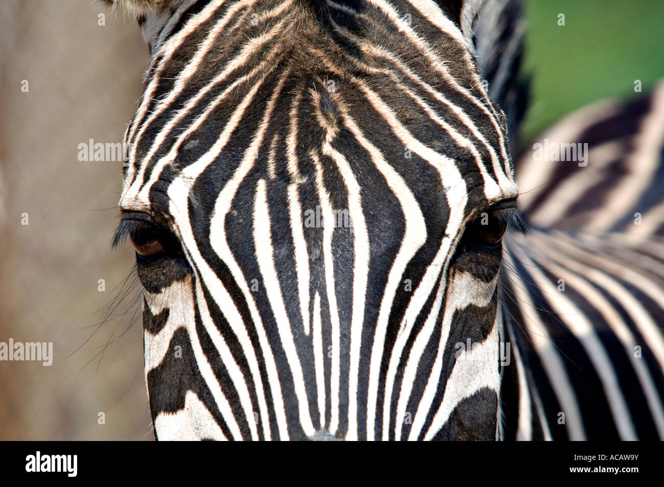 Dalian zoo hi-res stock photography and images - Alamy