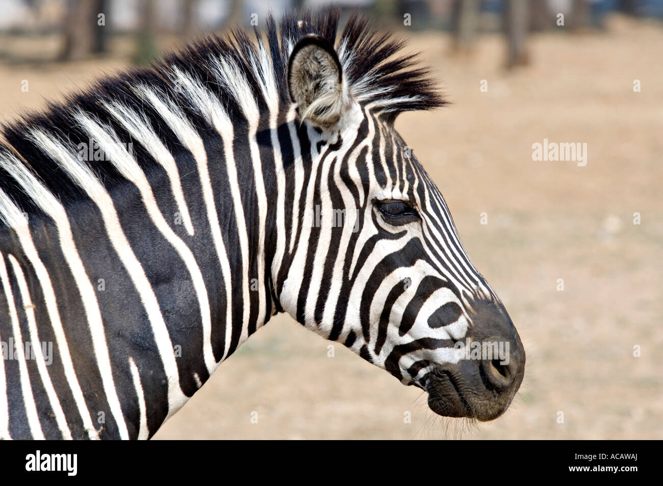 Dalian zoo hi-res stock photography and images - Alamy