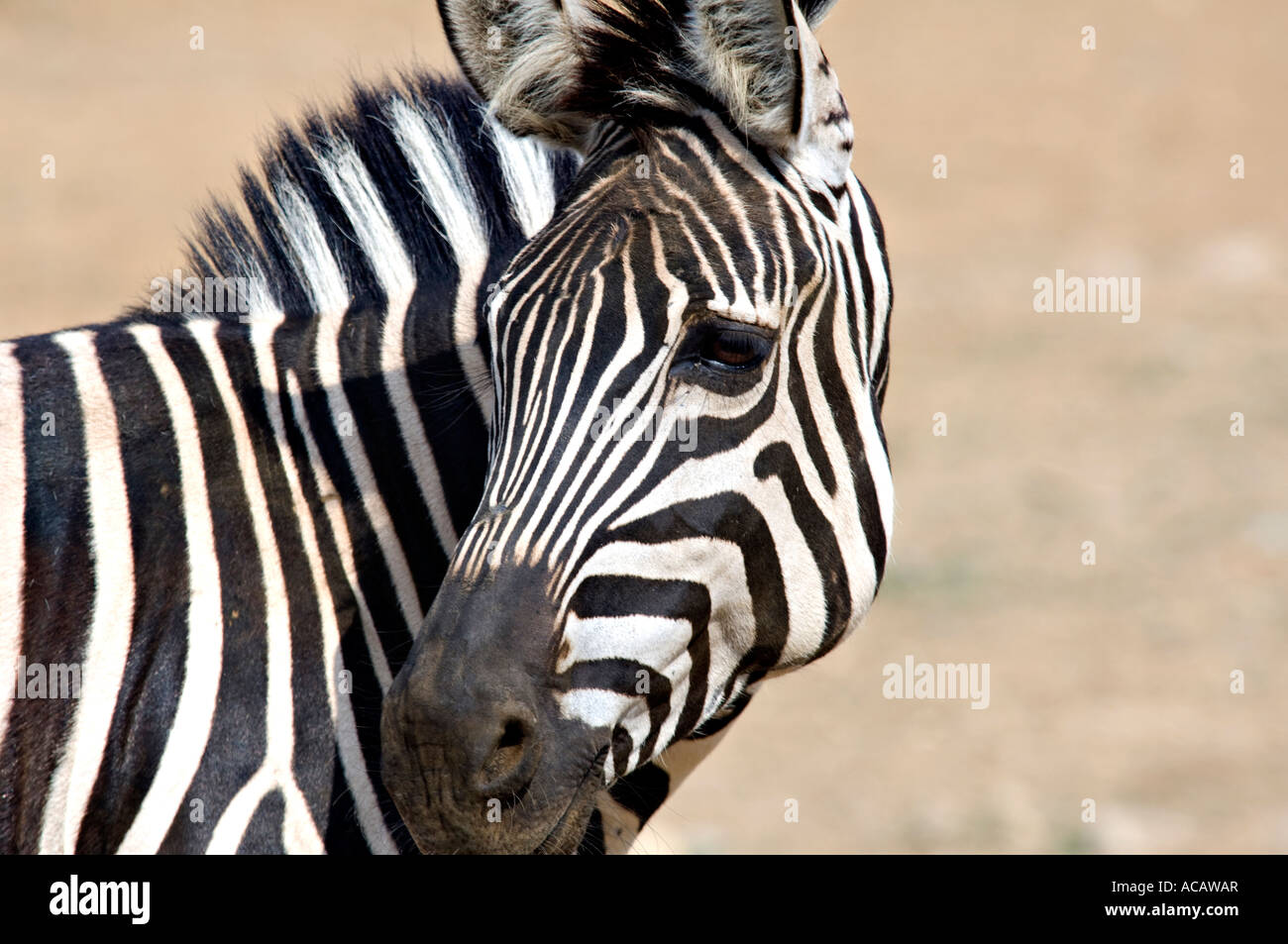 Dalian zoo hi-res stock photography and images - Alamy