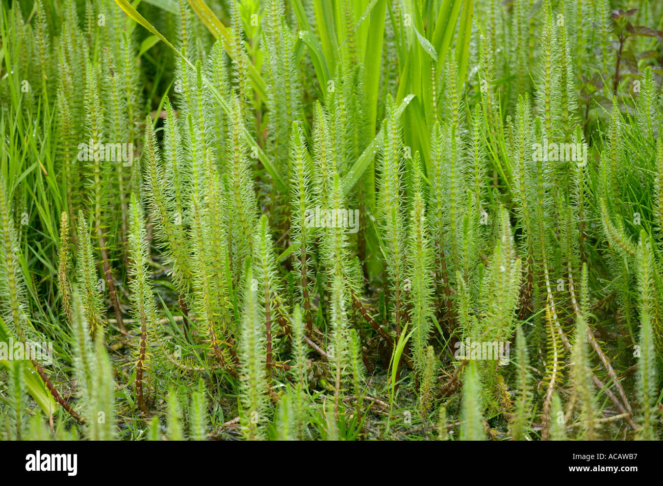 Marestail hi-res stock photography and images - Alamy