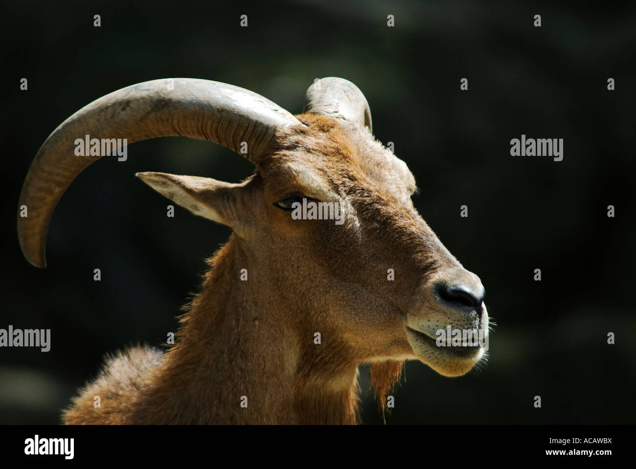 Barbary Sheep, Ammotragus lervia Stock Photo - Alamy