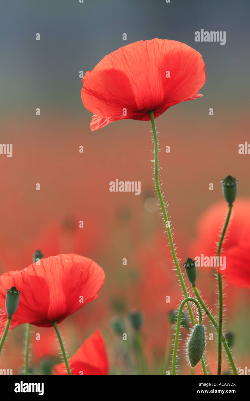 Corn poppy (Papaver rhoeas Stock Photo - Alamy