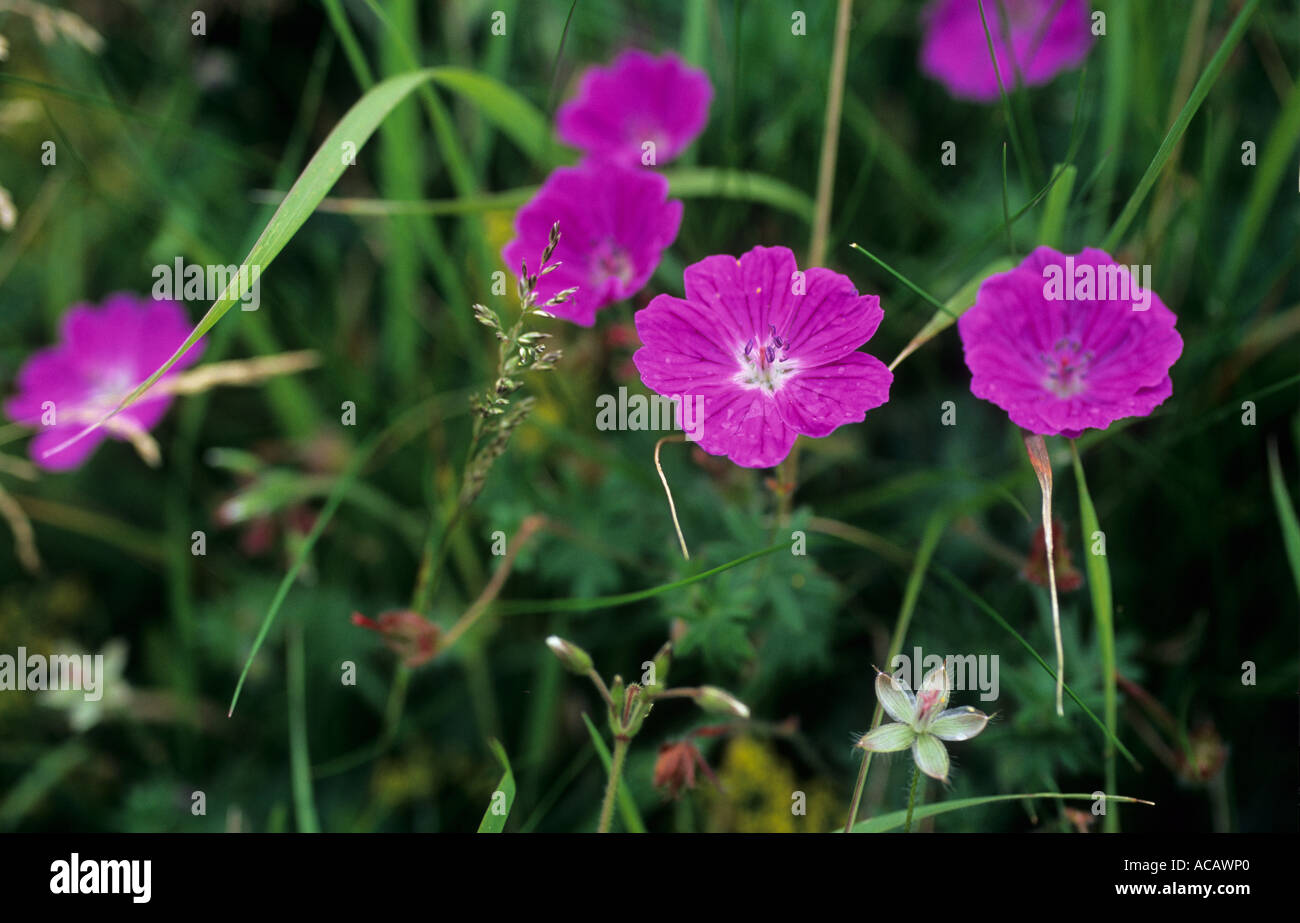 Walney cranesbill Geranium sanguinium lancastrense Walney Island ...