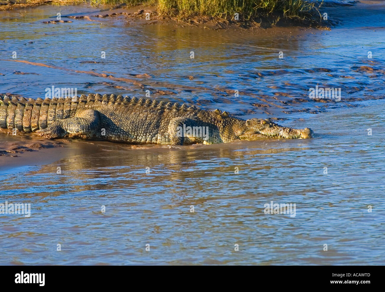 Making a run for it Stock Photo - Alamy