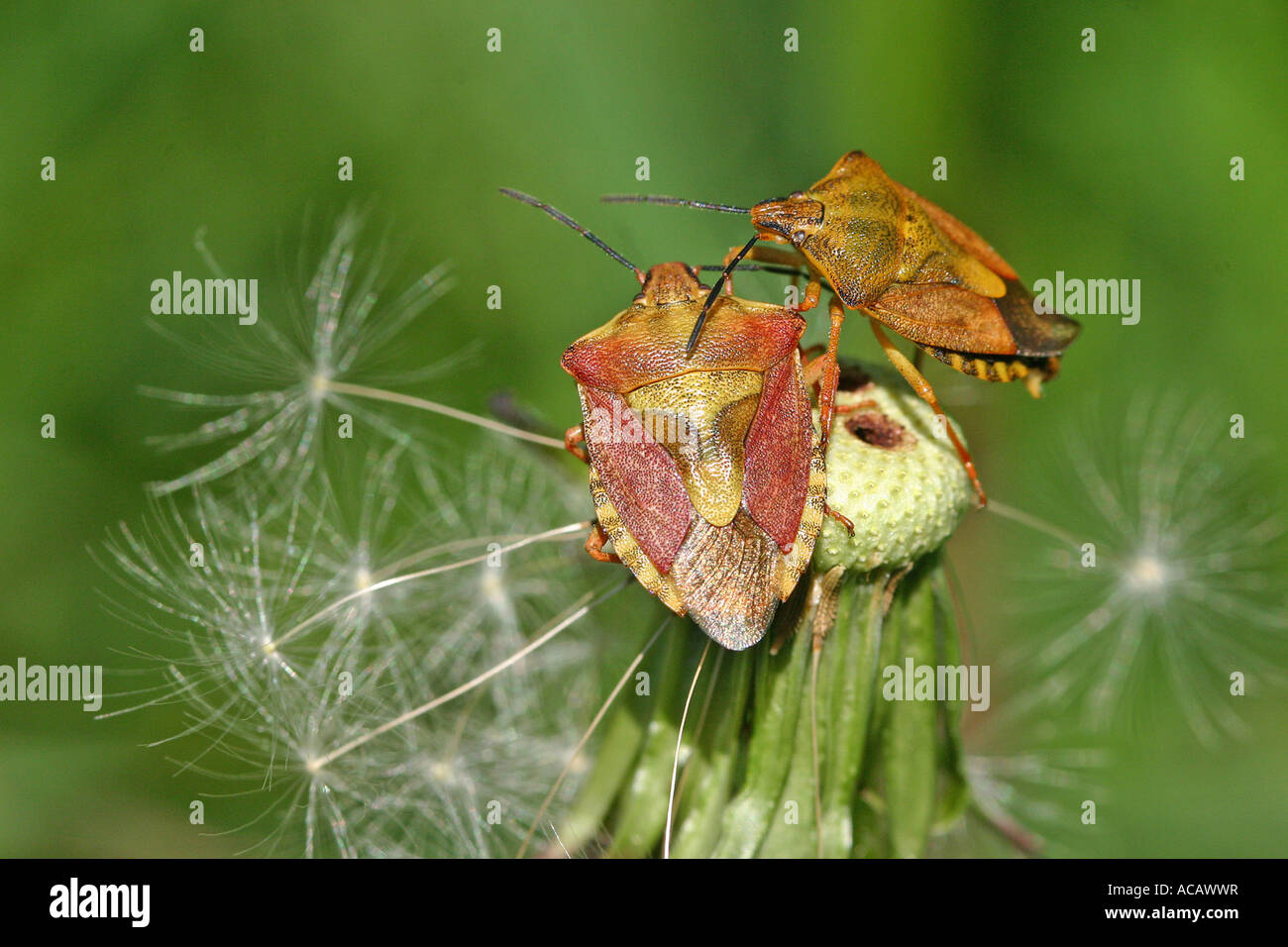 Berry bugs (Dolycoris baccarum) on dandelion Stock Photo - Alamy