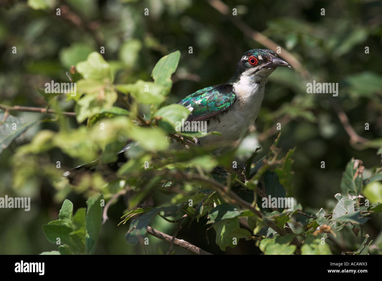 Diderick cuckoo hi-res stock photography and images - Alamy