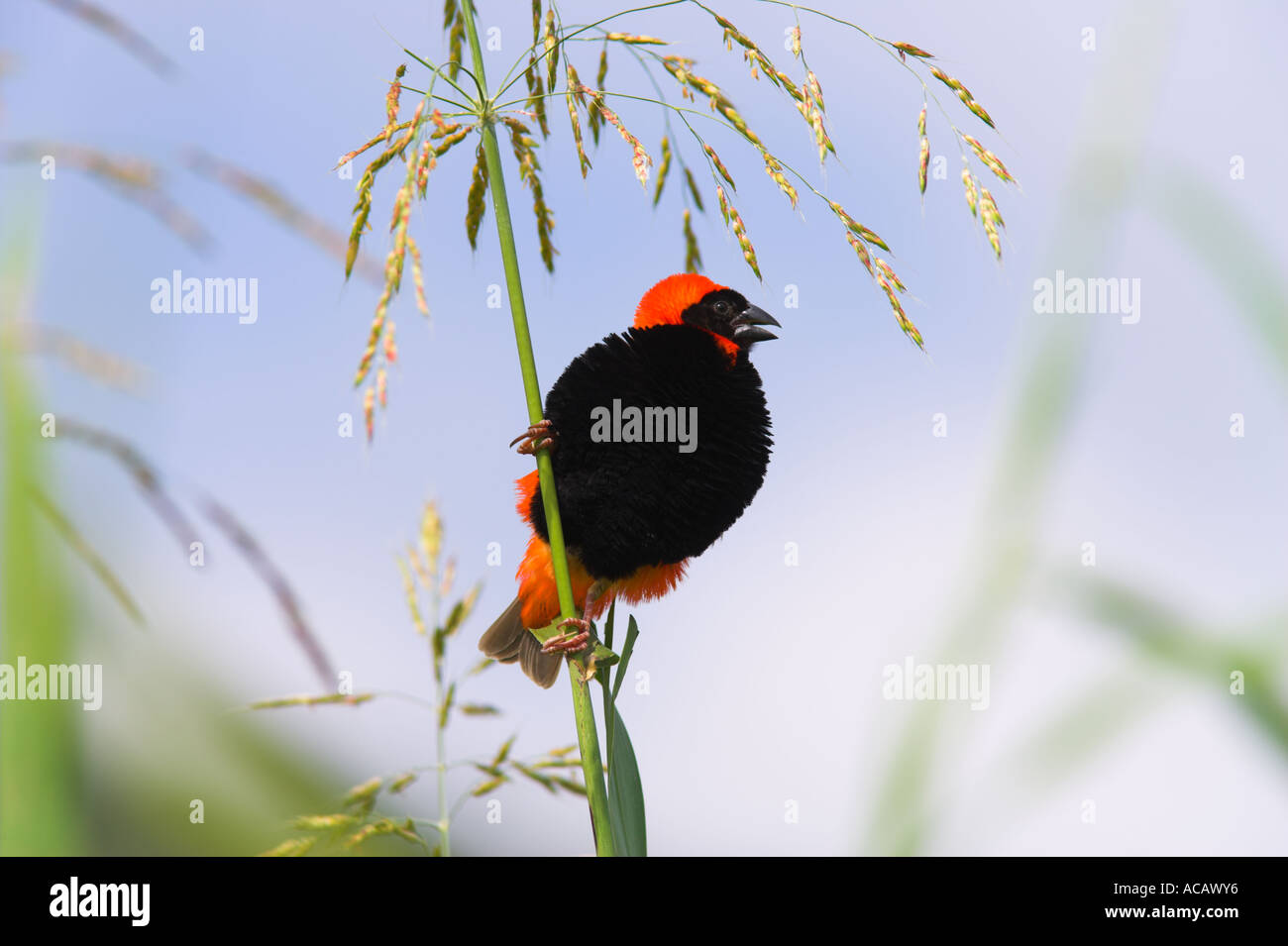 Southern red bishop Euplectes orix male in breeding plumage Pilanesberg ...