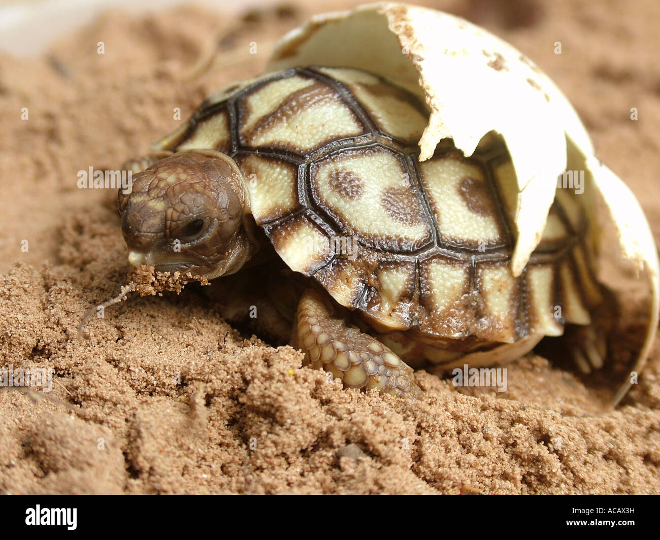 Hatching Chaco tortoise (Geochelone chilensis), Gran Chaco Paraguay ...