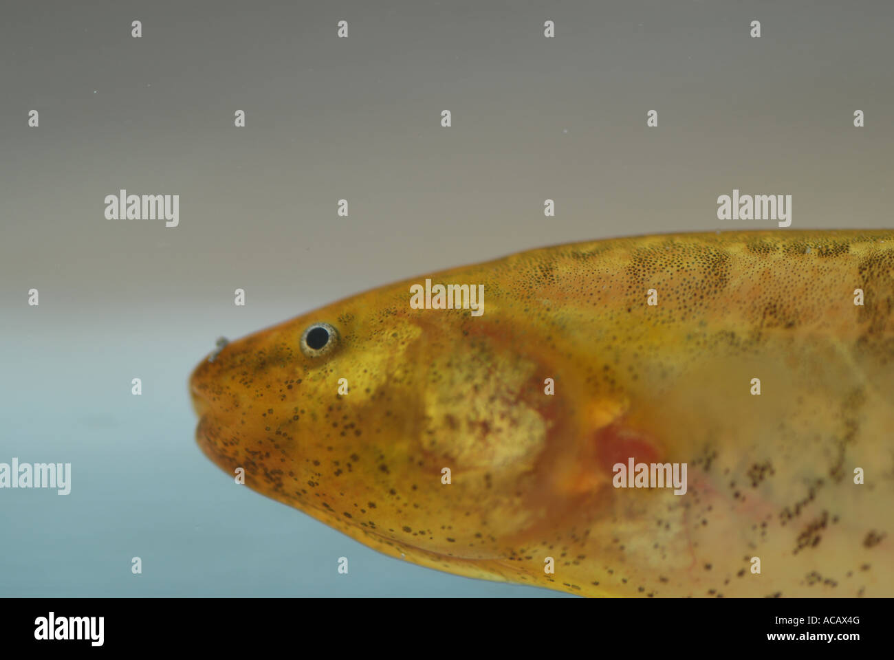 Portrait of a fish (Brachyhypopomus pinnicaudatus), Gran Chaco ...