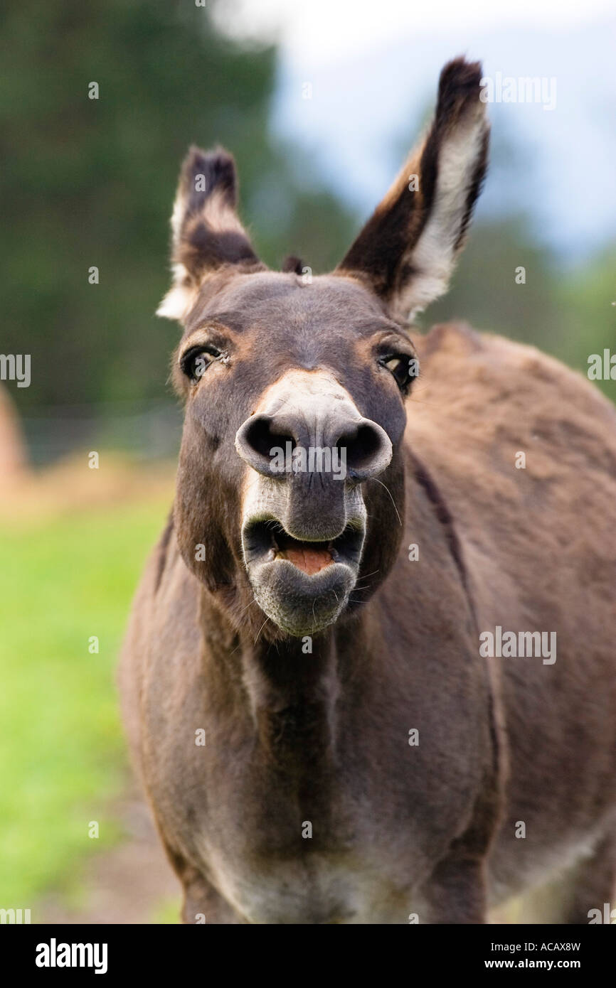 Donkey calling, Equus asinus, Germany Stock Photo - Alamy