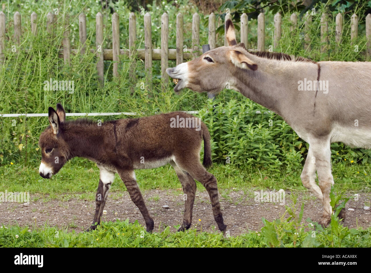 Esel fohlen hi-res stock photography and images - Alamy