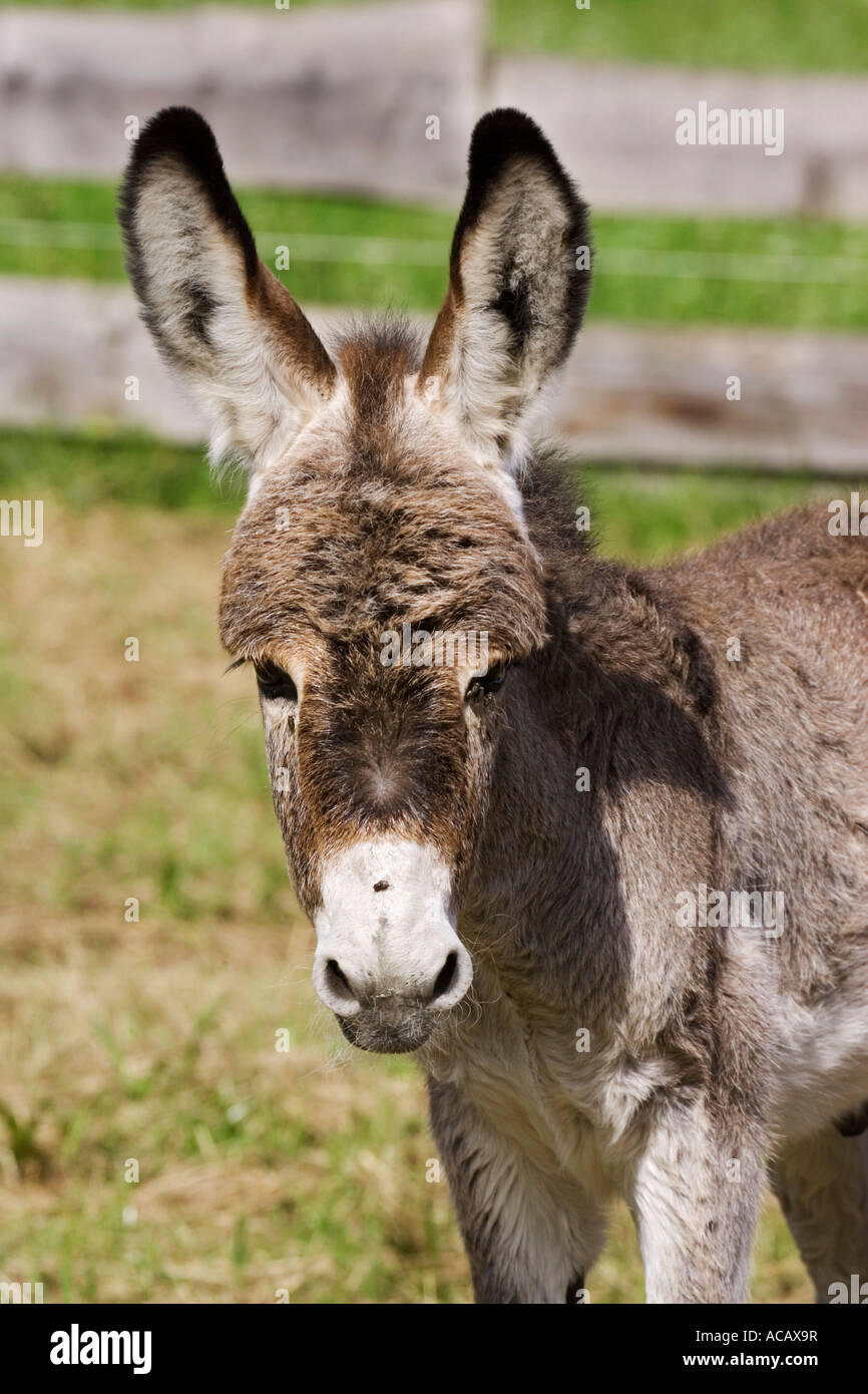 Donkey foal, Equus asinus, Bavaria Germany Stock Photo - Alamy