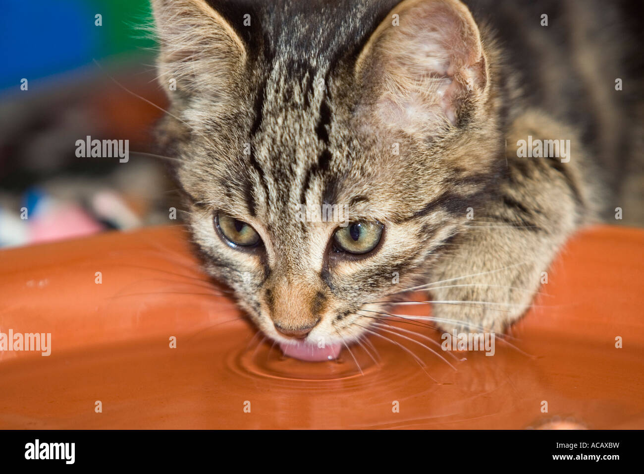 Young domestic cat drinking Stock Photo - Alamy