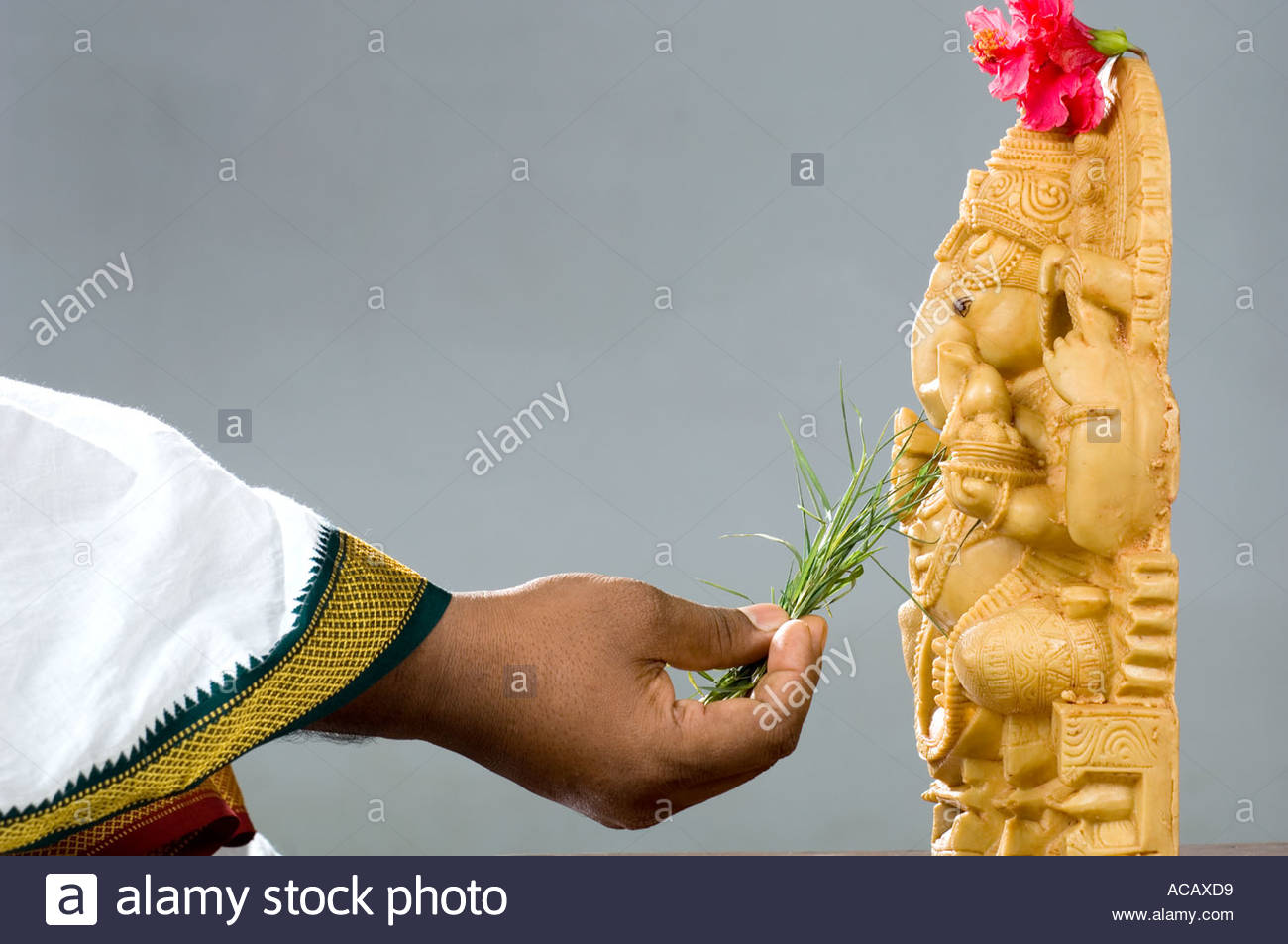 Durva Stock Photos & Durva Stock Images - Alamy