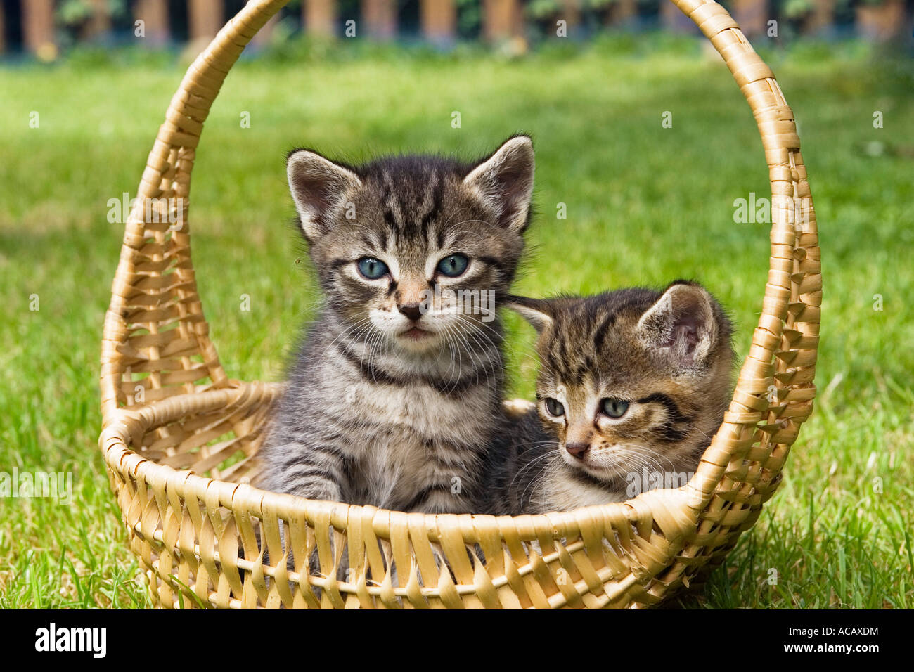 Cats in the basket hi-res stock photography and images - Alamy