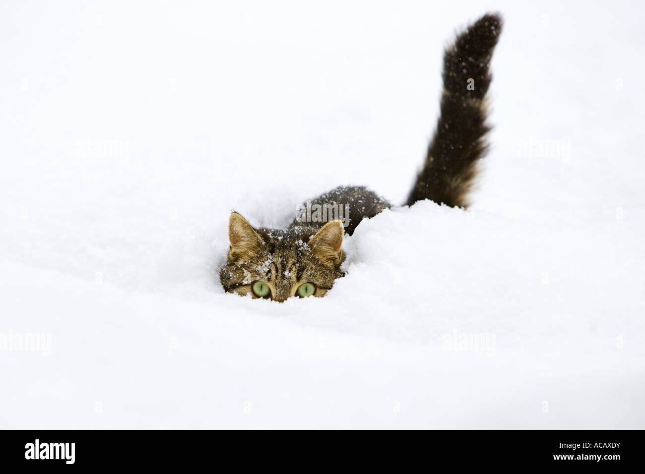 Domestic cat in wild hi-res stock photography and images - Alamy
