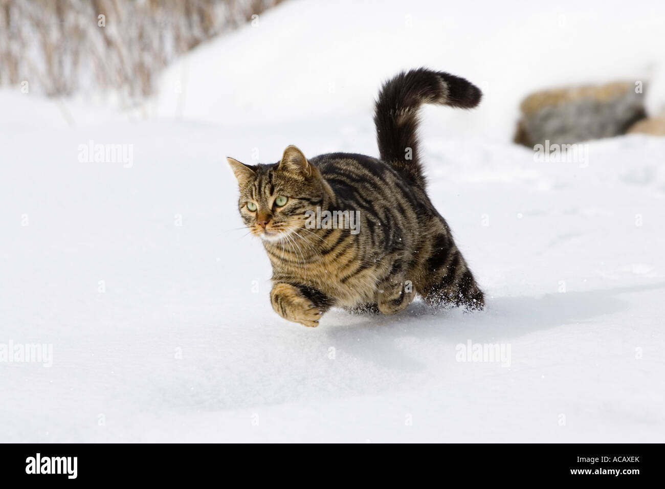Cat running in snow, domestic cat, male, Germany Stock Photo - Alamy
