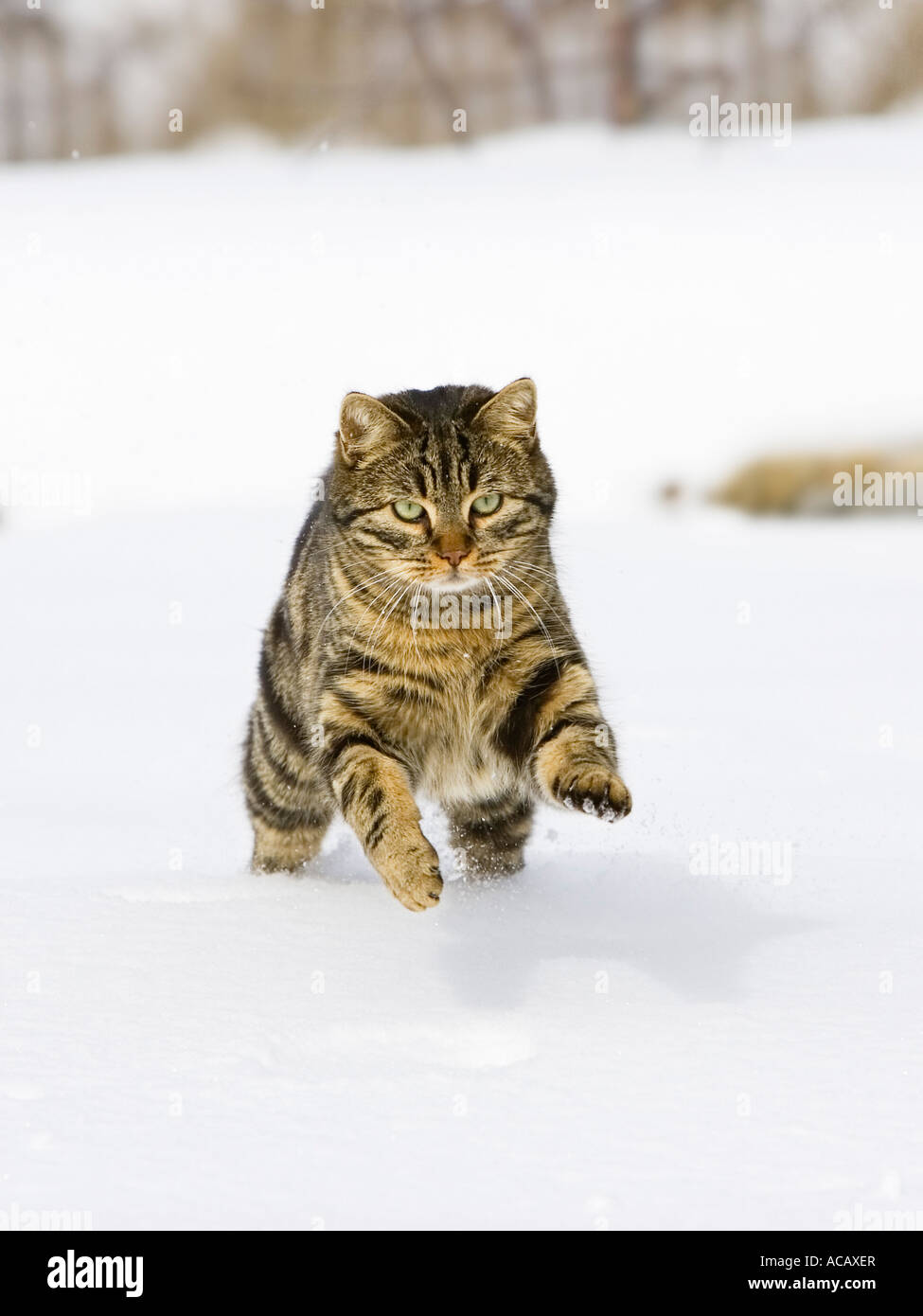 Cat running in snow, domestic cat, male, Germany Stock Photo - Alamy