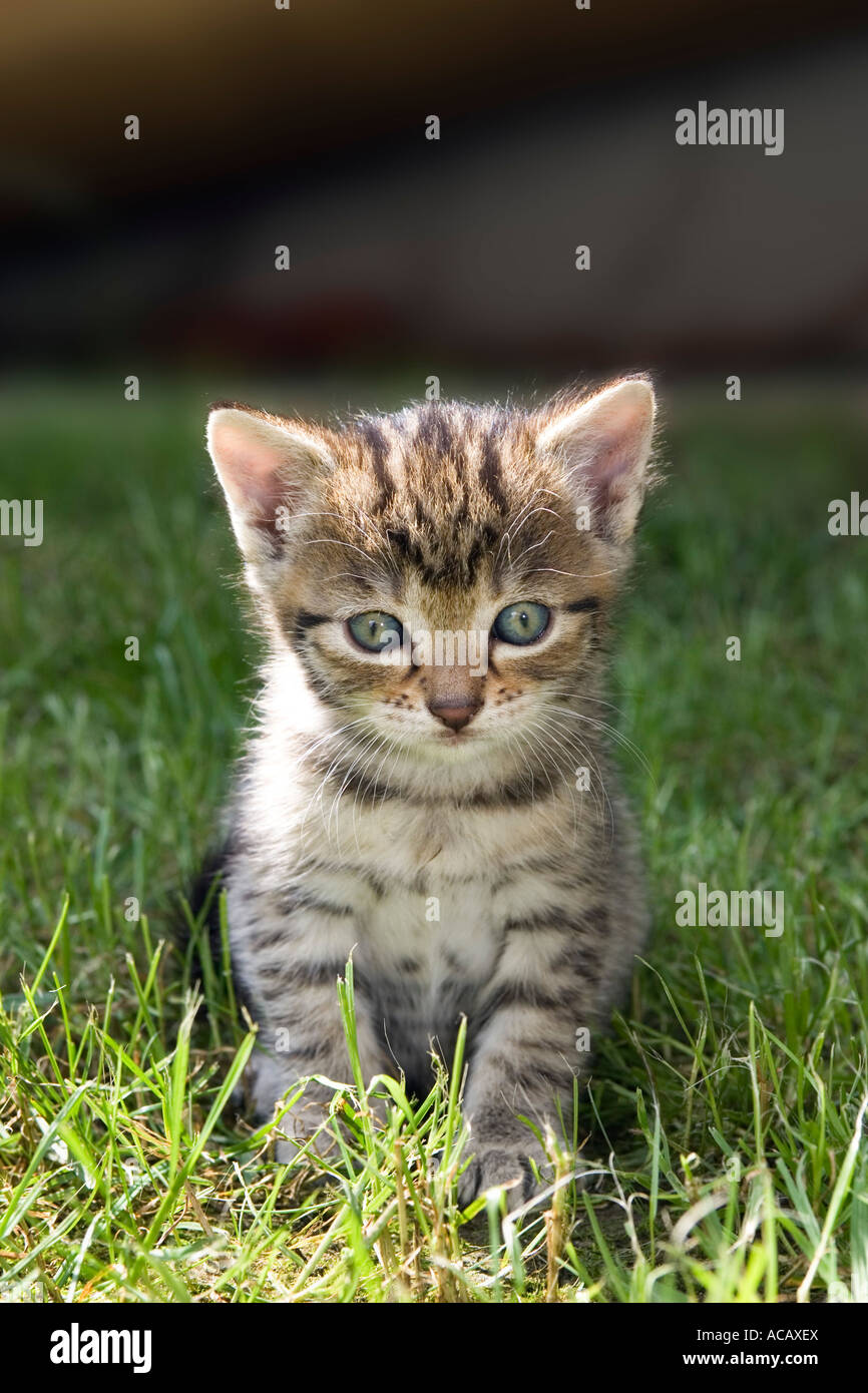 Young domestic cat Stock Photo - Alamy