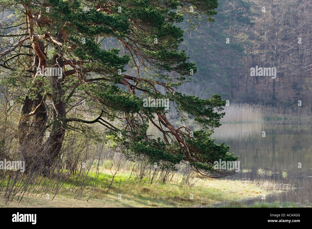 Pine tree at lake, Pinus sylvestris, Upper Bavaria, Germany Stock Photo ...