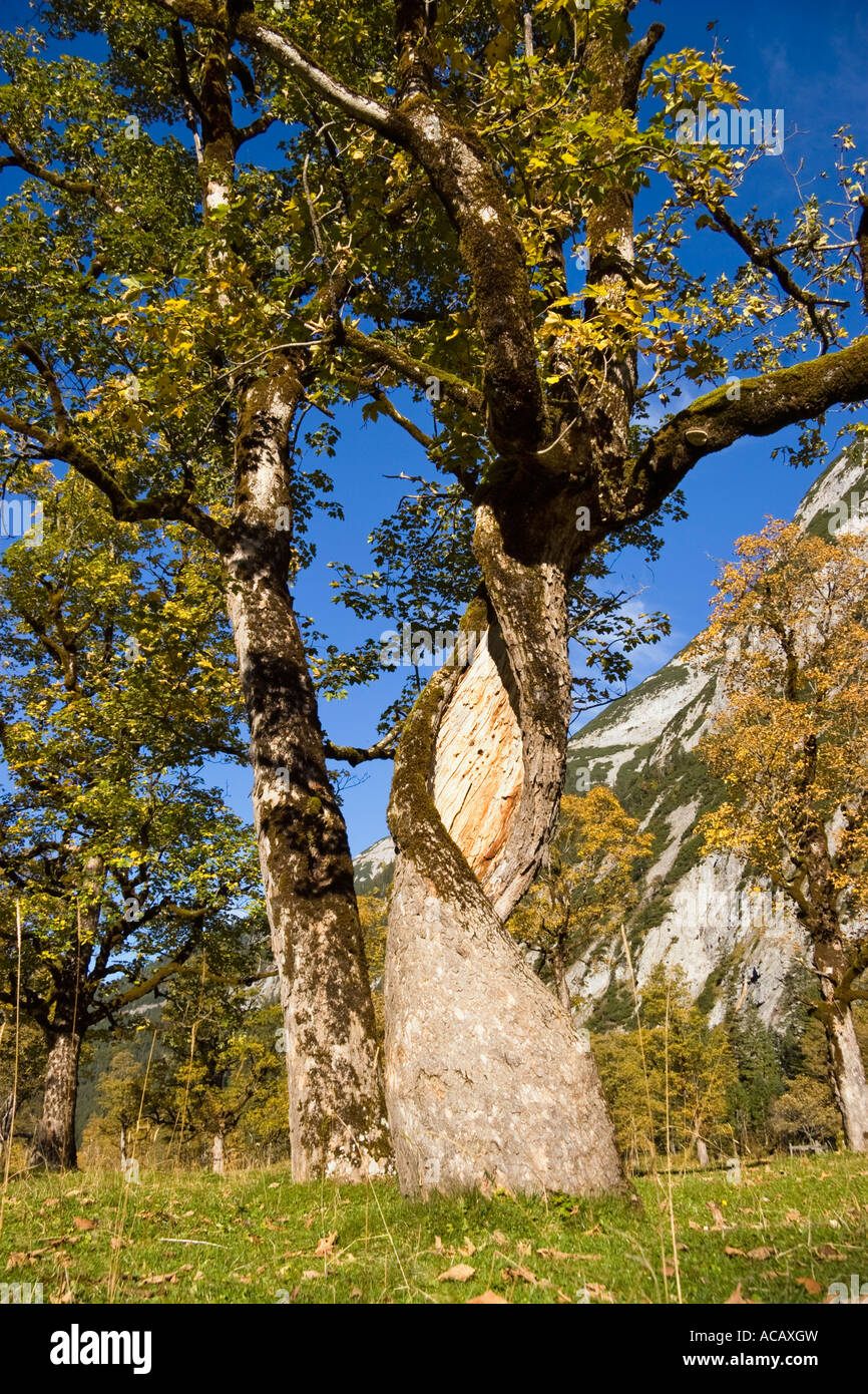 Autumncolors in the mountains, Sycamore Maples, Acer pseudoplatanus ...