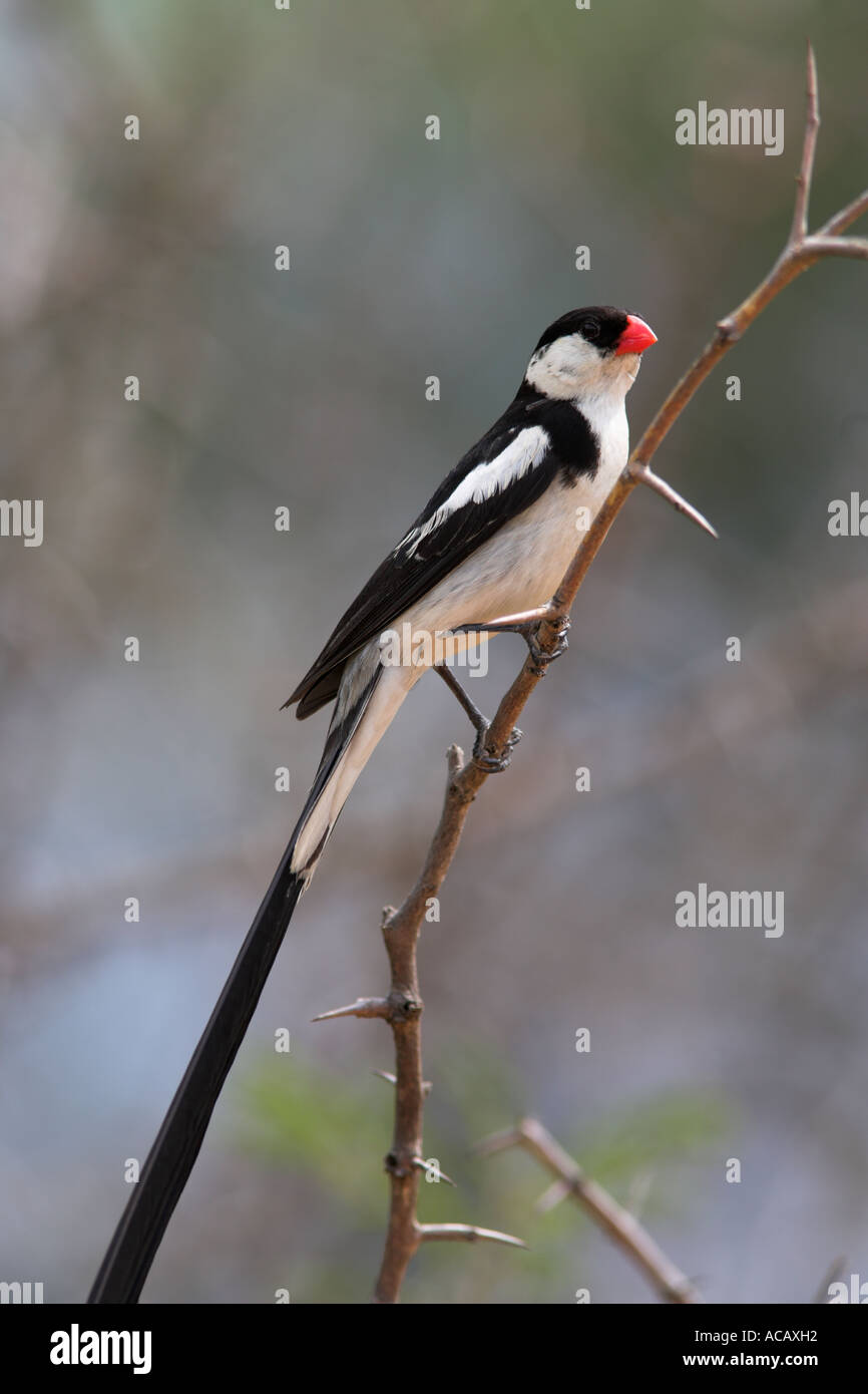 Pintailed whydah Vidua macroura male in breeding plumage South Africa ...