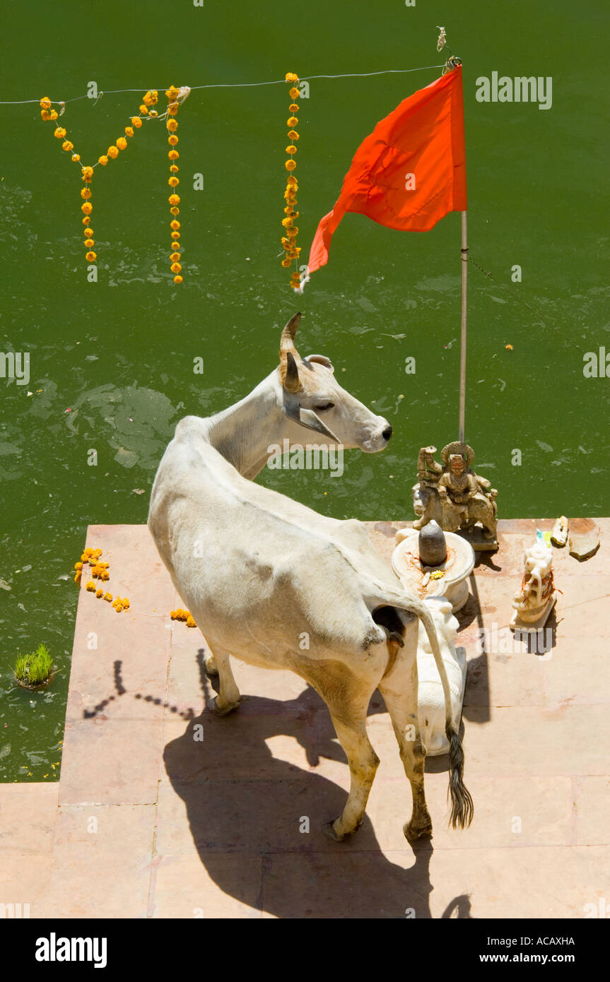 Aerial view of a white Sahiwal bull (bos indicus) on the ghats around ...