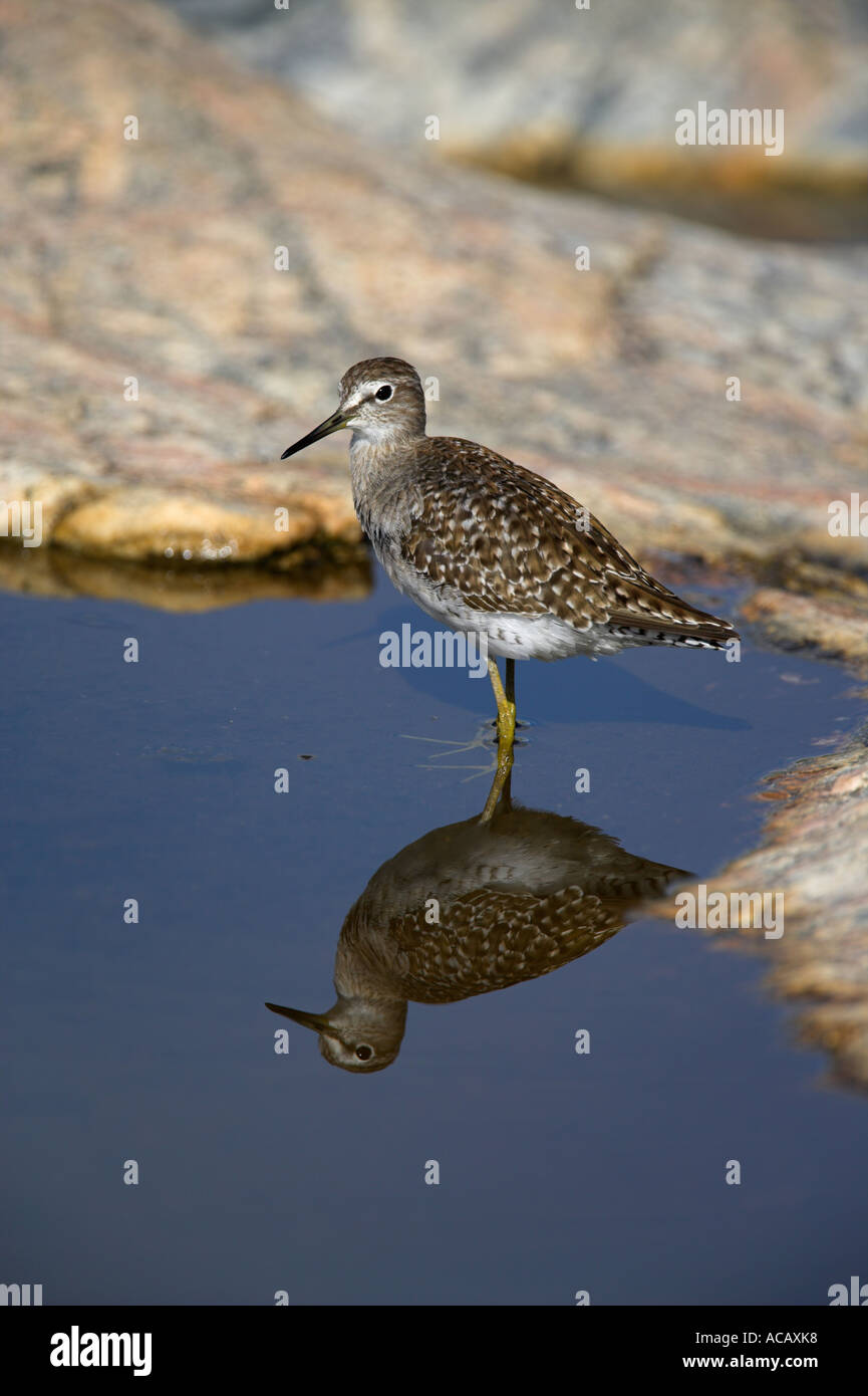 Wood sandpiper Tringa glareola Kruger national Park South Africa Stock ...