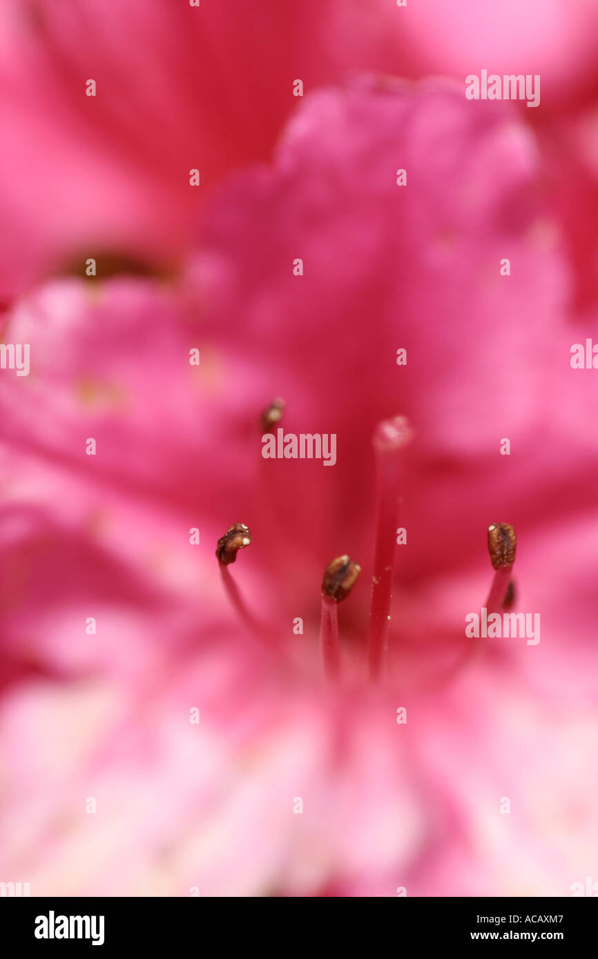 Azalea Flower Garinish Island Ireland Stock Photo - Alamy