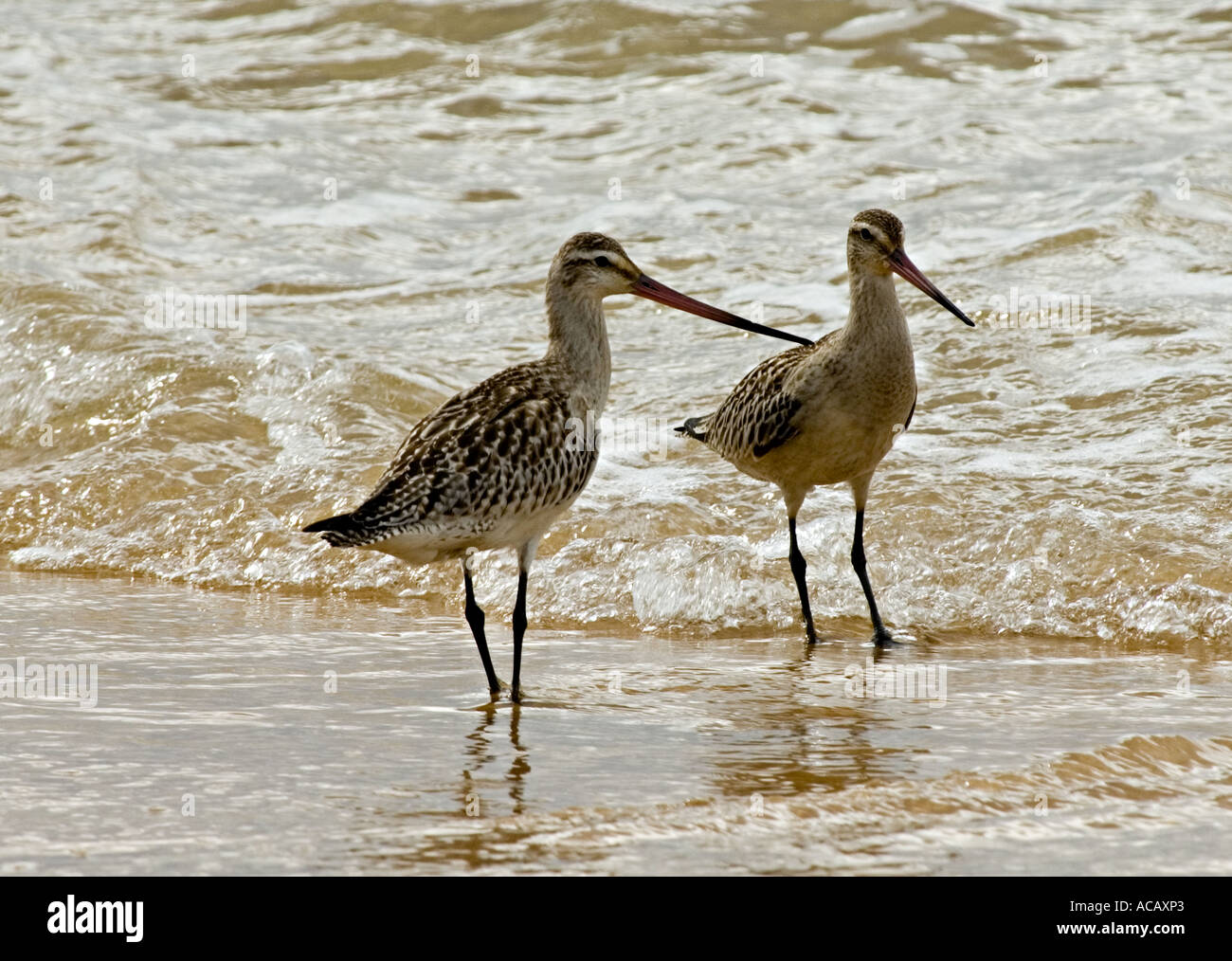 Pair of godwits hi-res stock photography and images - Alamy