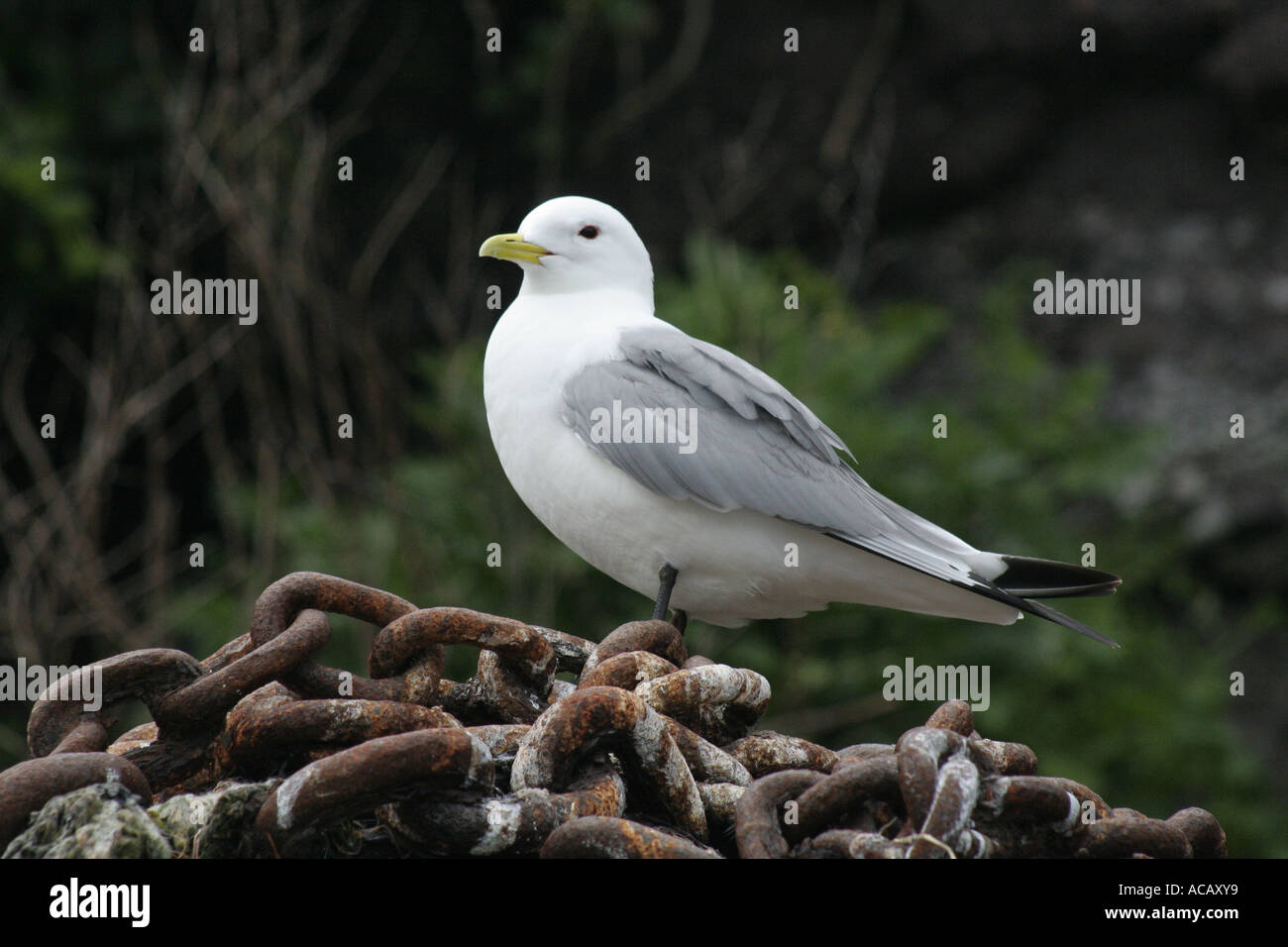 Kittiwakes ireland hi-res stock photography and images - Alamy