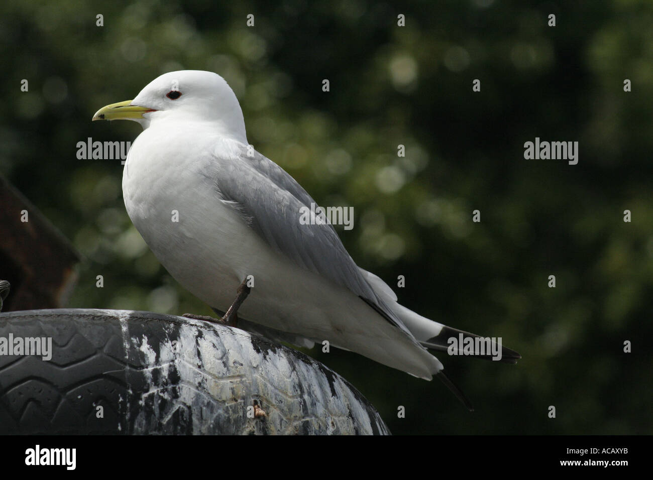 Dunmore east cliff hi-res stock photography and images - Alamy