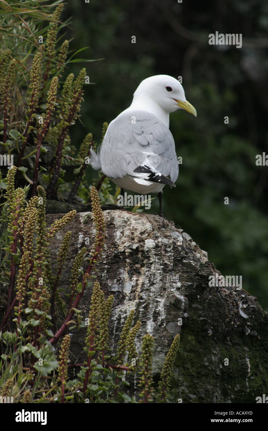 Dunmore east cliff hi-res stock photography and images - Alamy