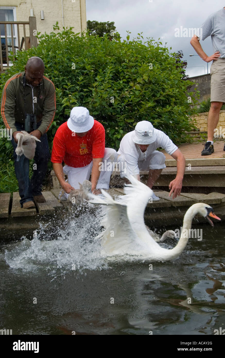 Swan uppers releasing a swan and cygnets at the annual swan upping ...