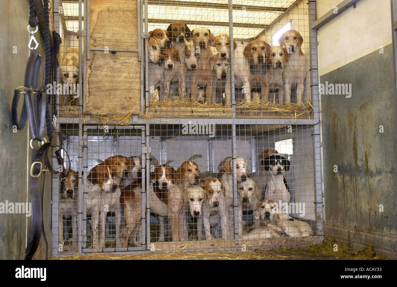 Fox hunting Hounds wait to be released UK Stock Photo - Alamy